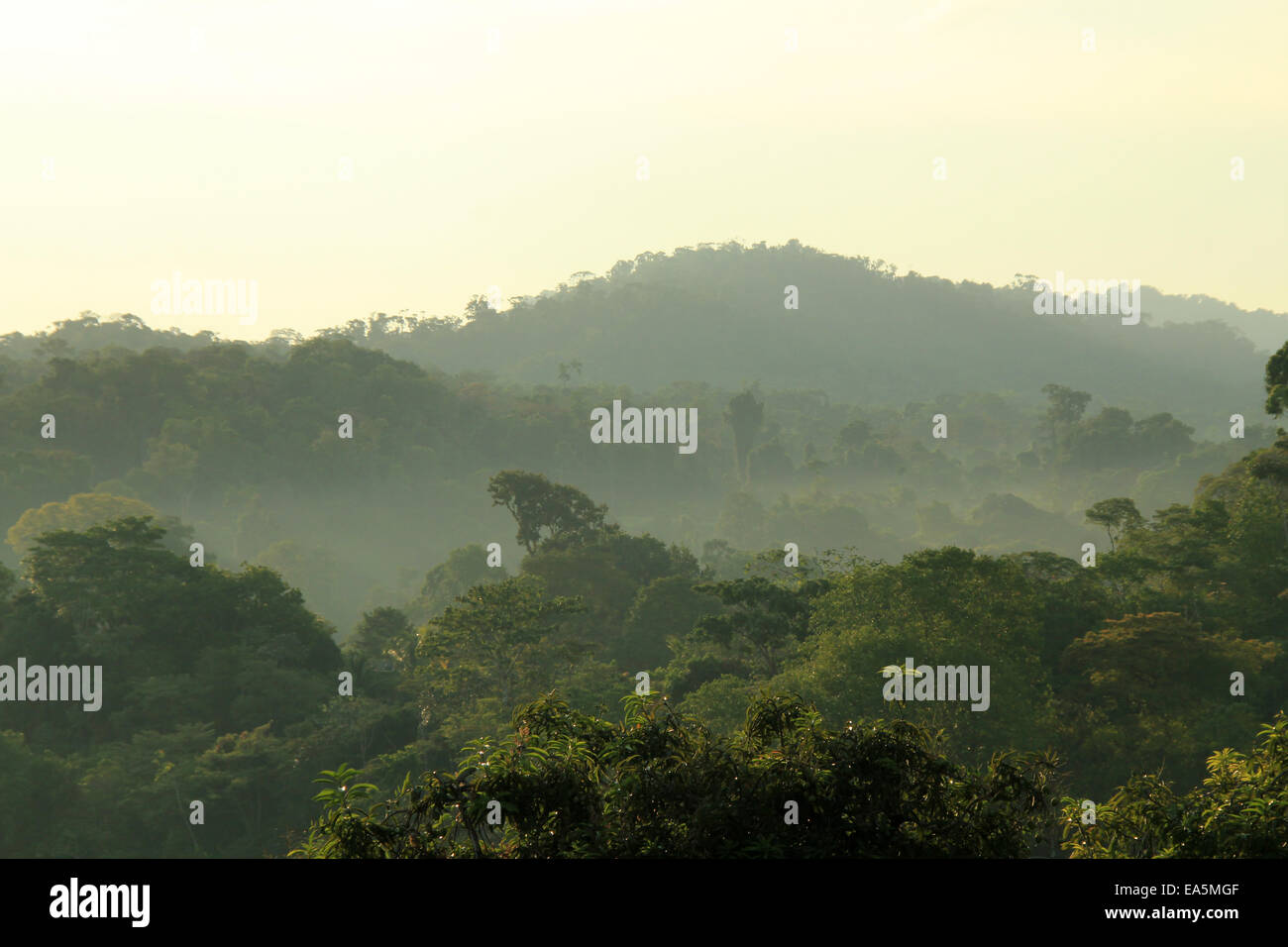 Rainforest Morning Mist Stock Photo - Alamy