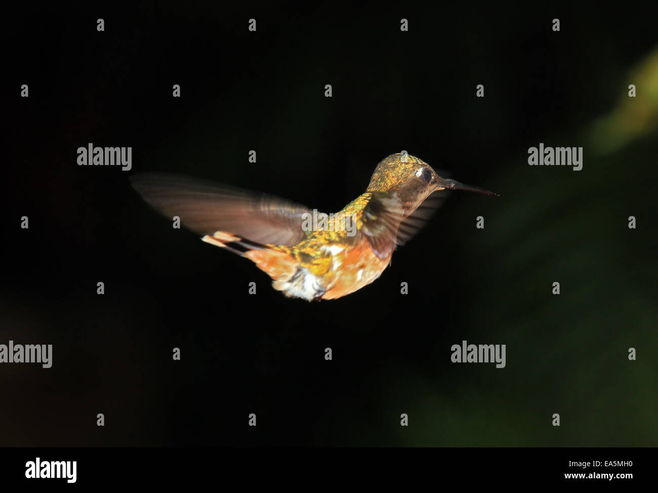 Costa rican hummingbird hi-res stock photography and images - Alamy