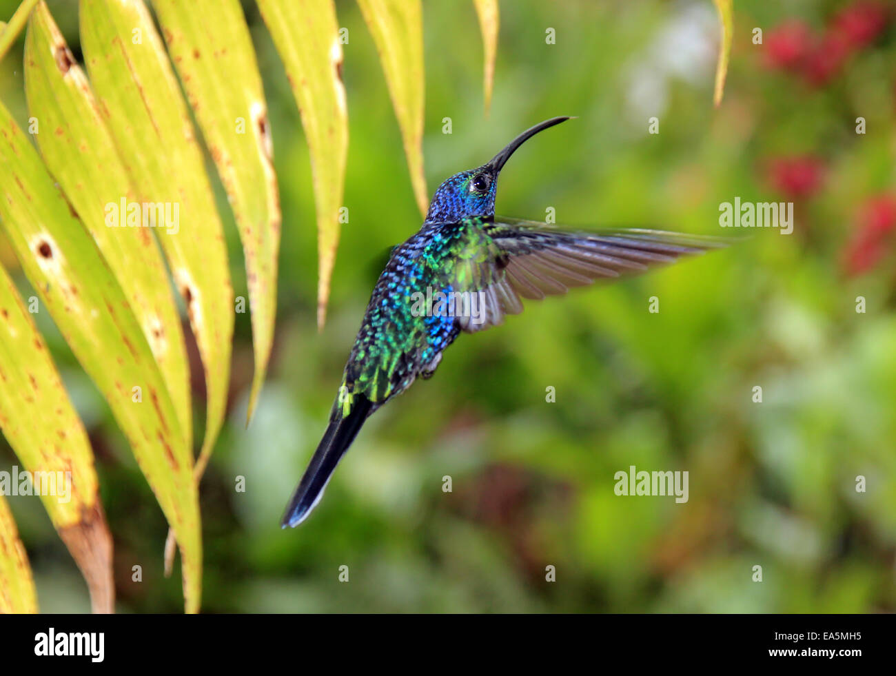Violet Sabrewing Hummingbird Stock Photo - Alamy