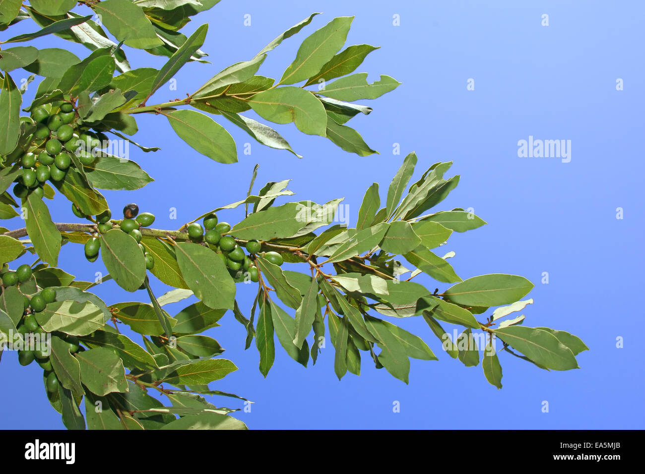 Bay leaves bunch hi-res stock photography and images - Alamy