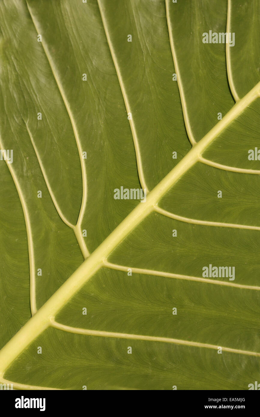 Leaf surface hi-res stock photography and images - Alamy