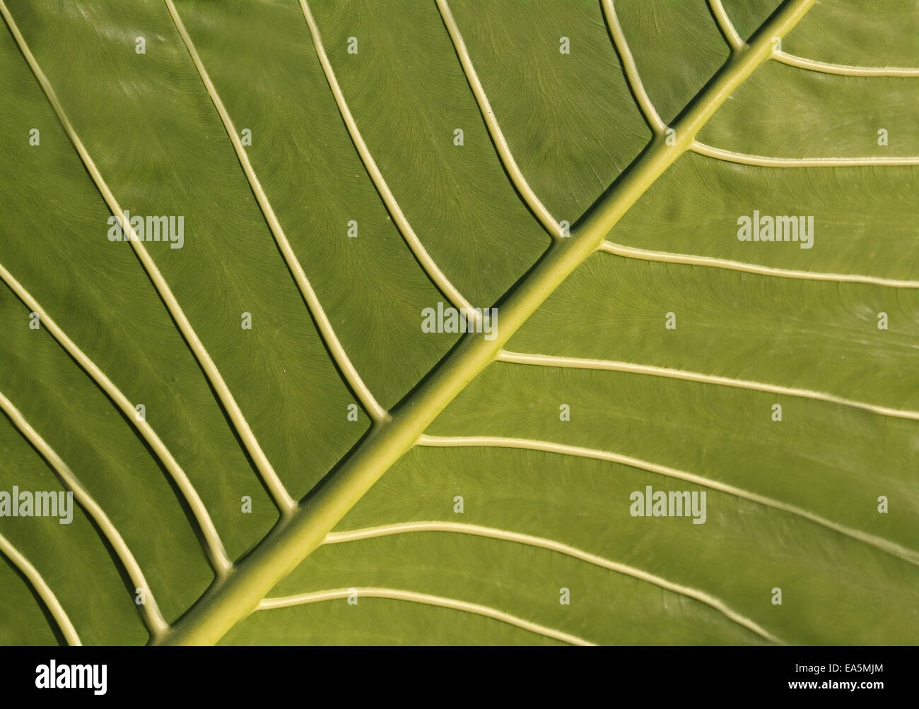 Summer tropical veins and gardens hi-res stock photography and images ...