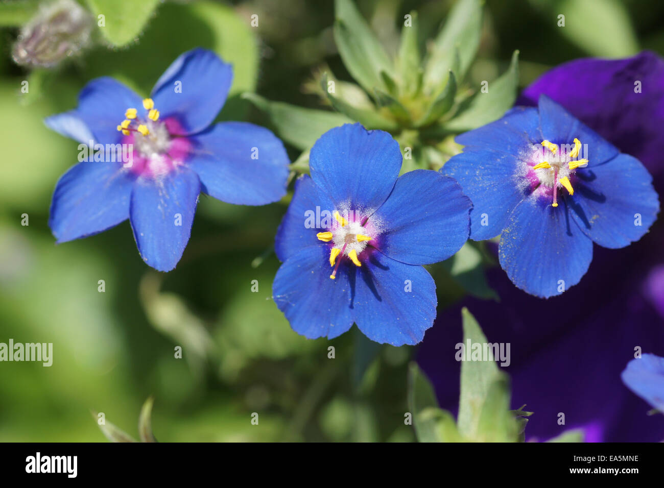 Angie blue hi-res stock photography and images - Alamy