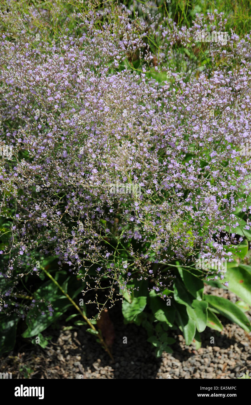Limonium latifolium sea lavender hi-res stock photography and images ...