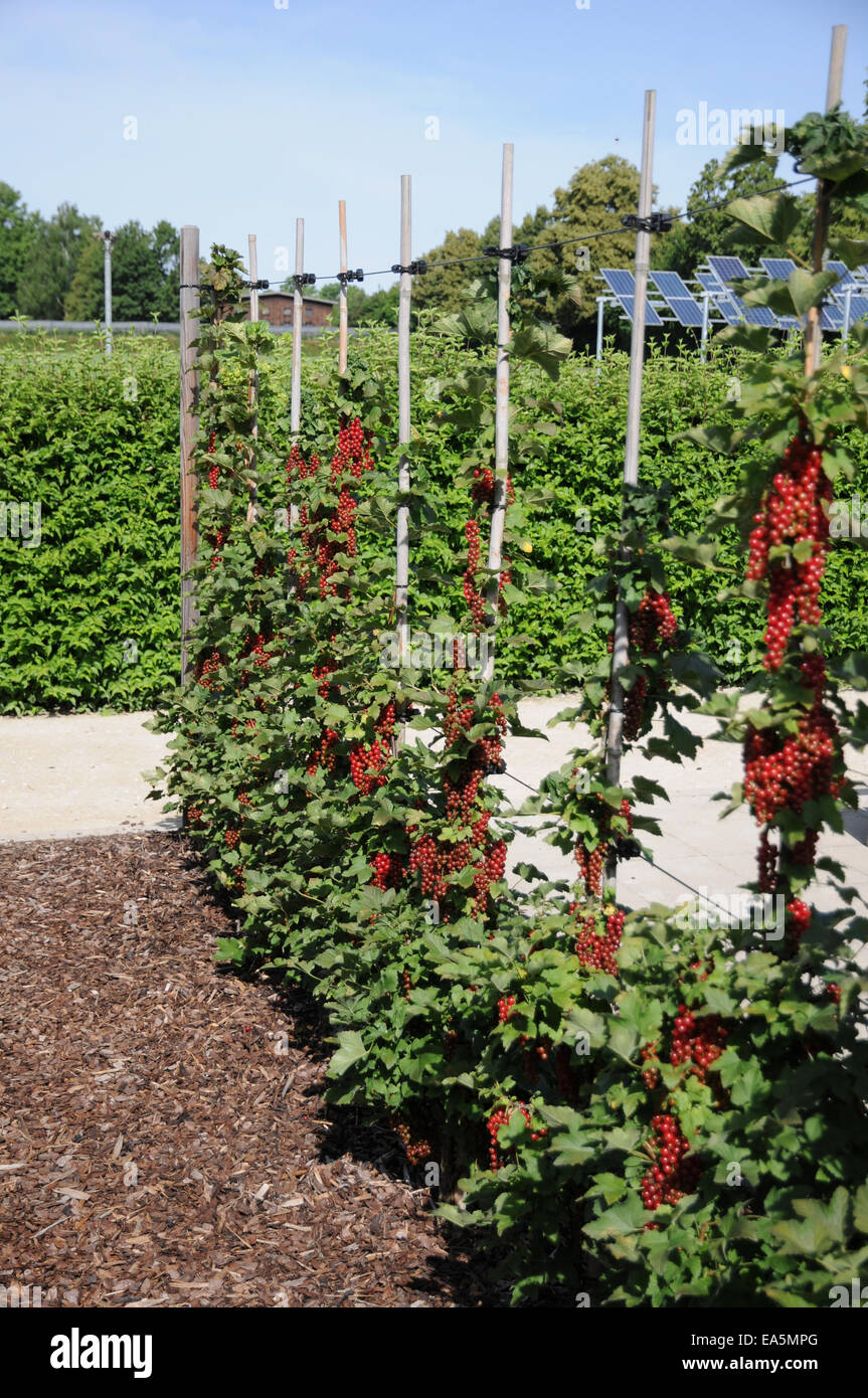Redcurrant red poll hi-res stock photography and images - Alamy