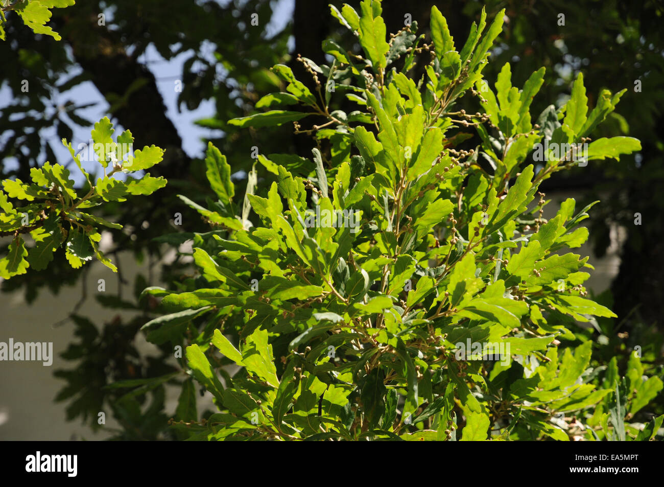 Quercus turneri pseudoturneri hi-res stock photography and images - Alamy