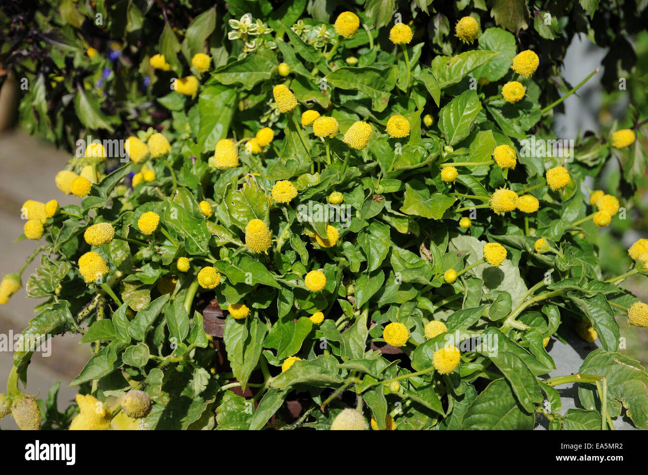 Toothache Plant High Resolution Stock Photography and Images - Alamy