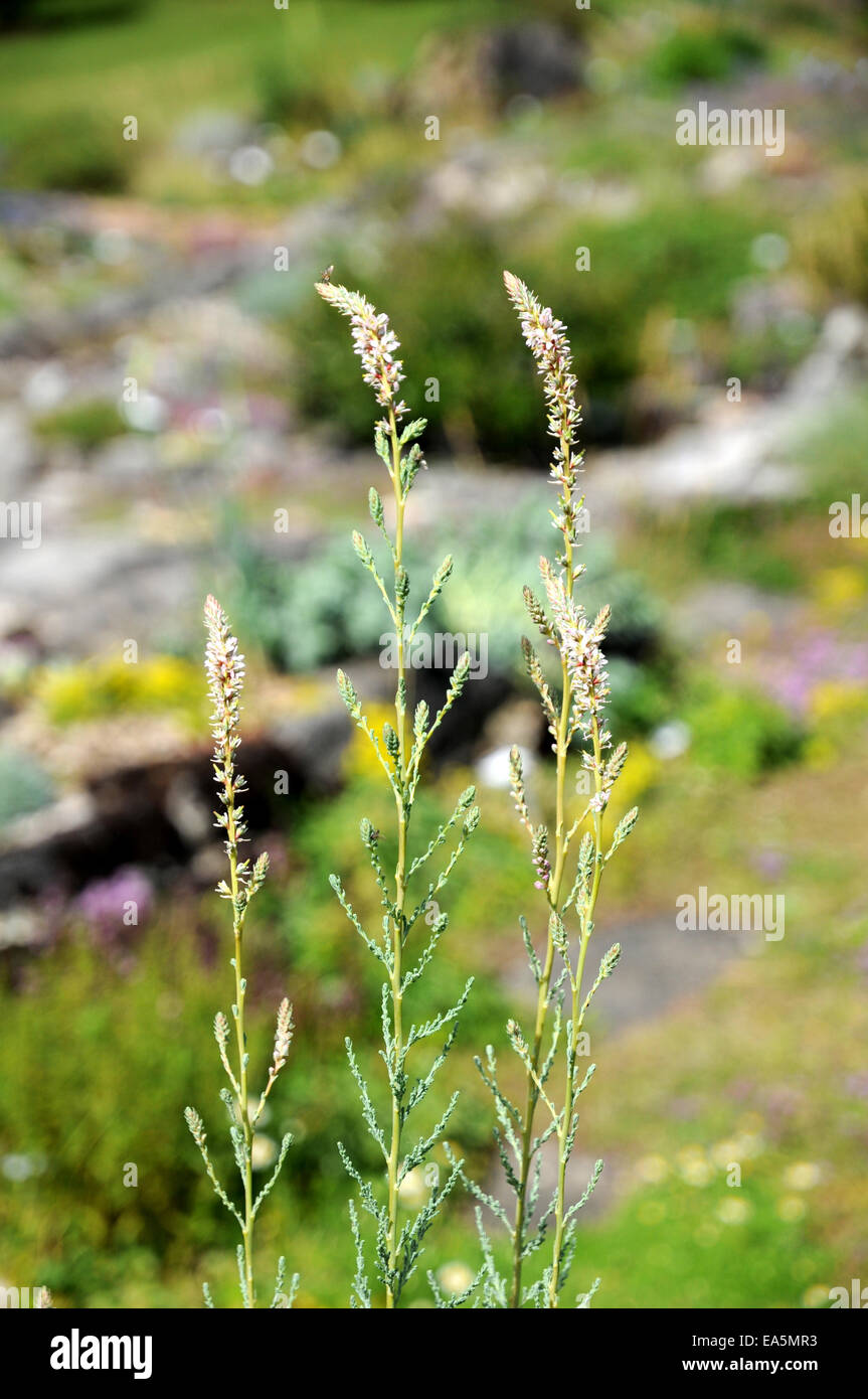 Myricaria germanica hi-res stock photography and images - Alamy