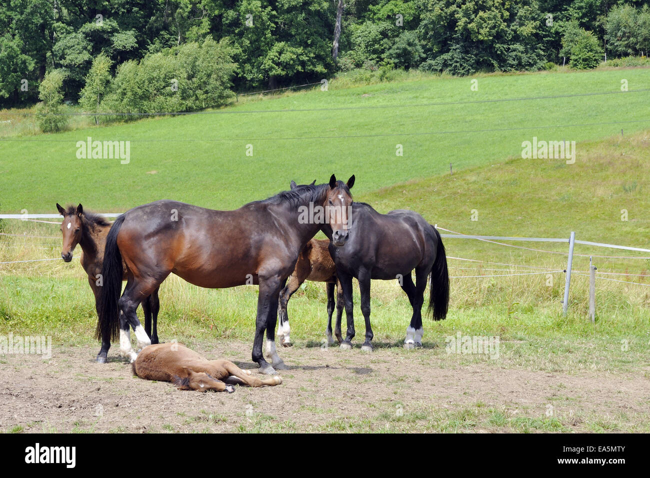 Horse is beautiful hi-res stock photography and images - Alamy
