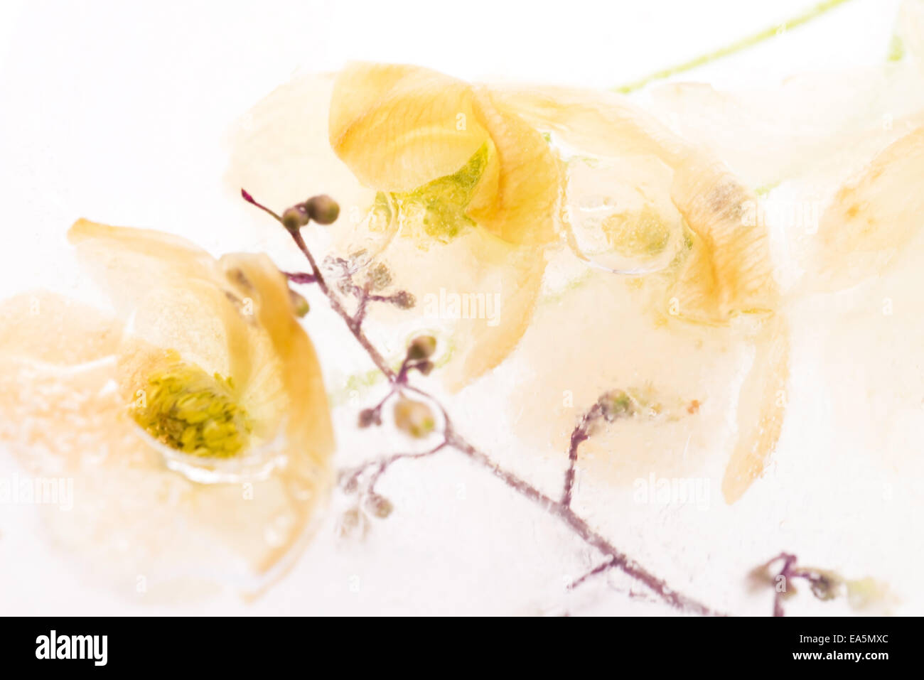 Frozen flowers. blossoms in the ice cube Stock Photo - Alamy
