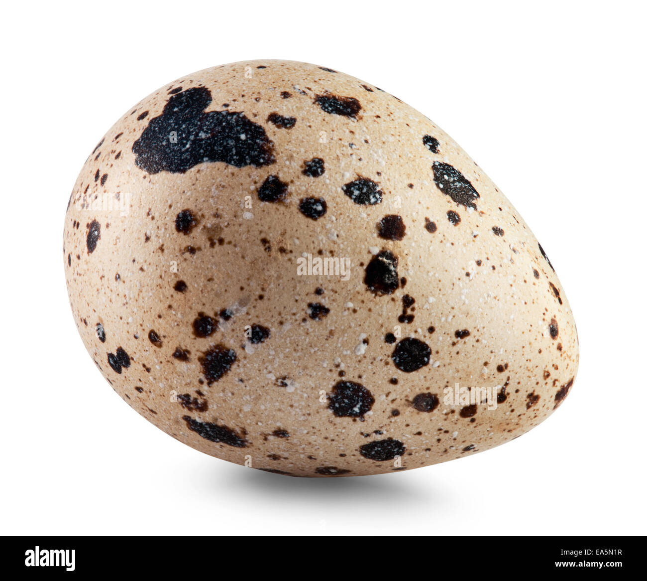 Quail egg shell Cut Out Stock Images & Pictures - Alamy