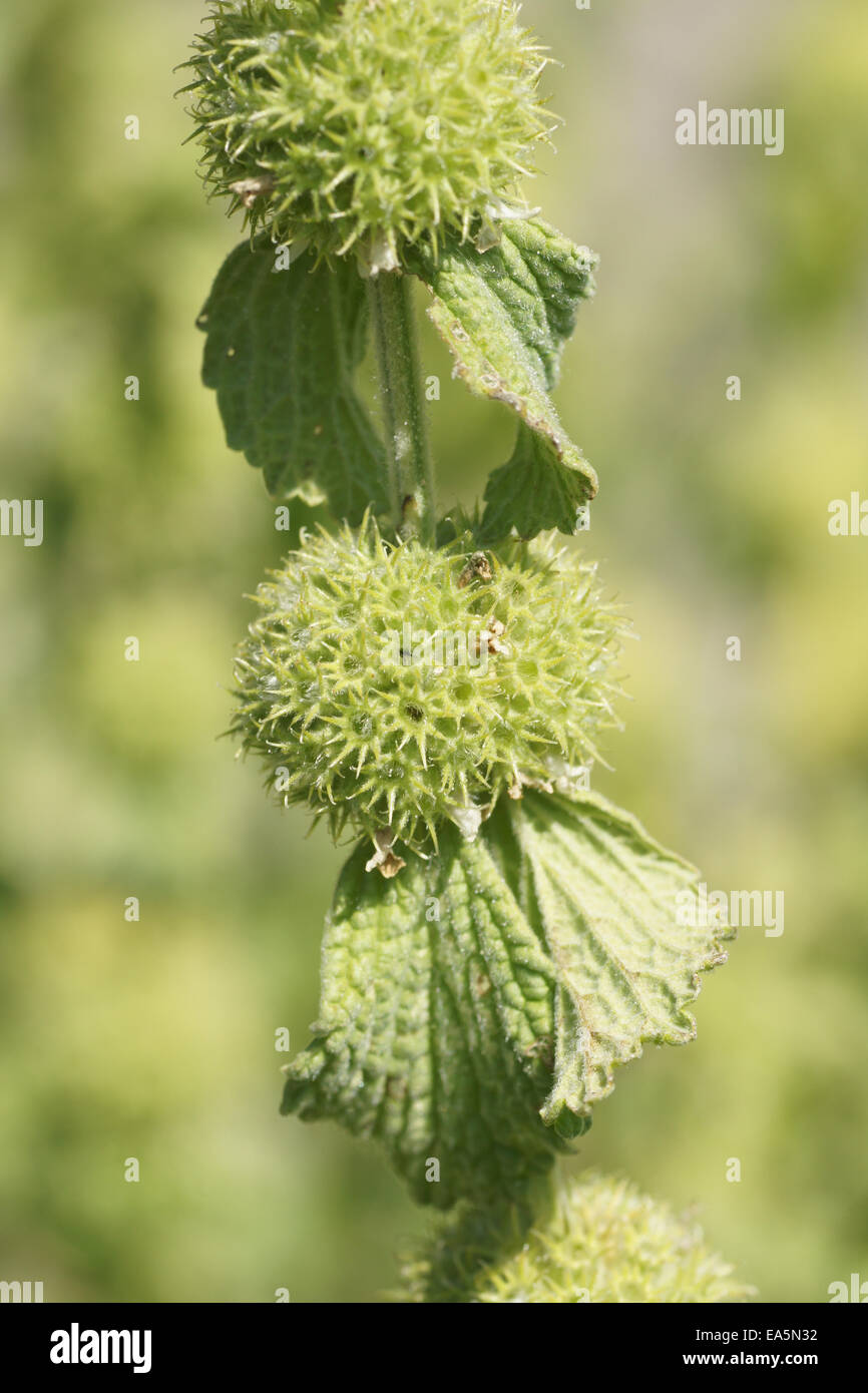 Marrubium vulgare horehound hoarhound flowers hi-res stock photography ...