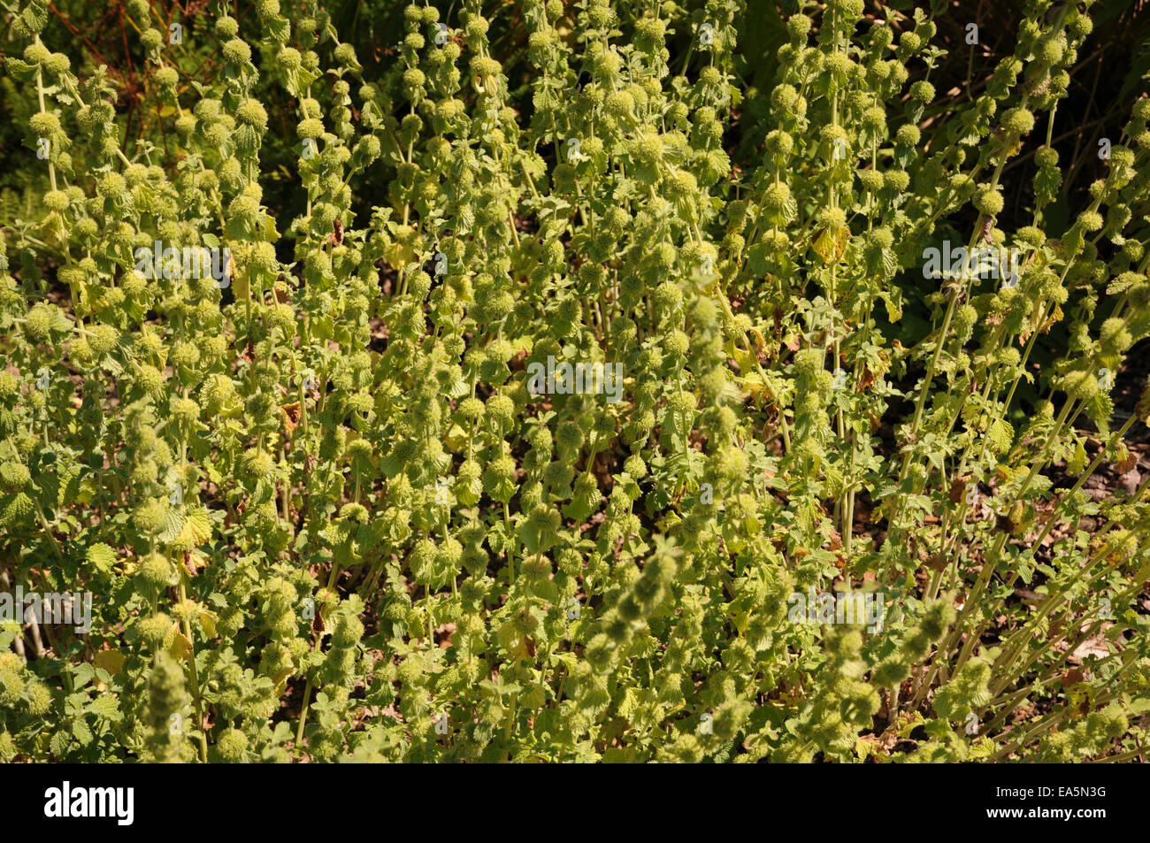 Marrubium vulgare horehound hoarhound flowers hi-res stock photography ...
