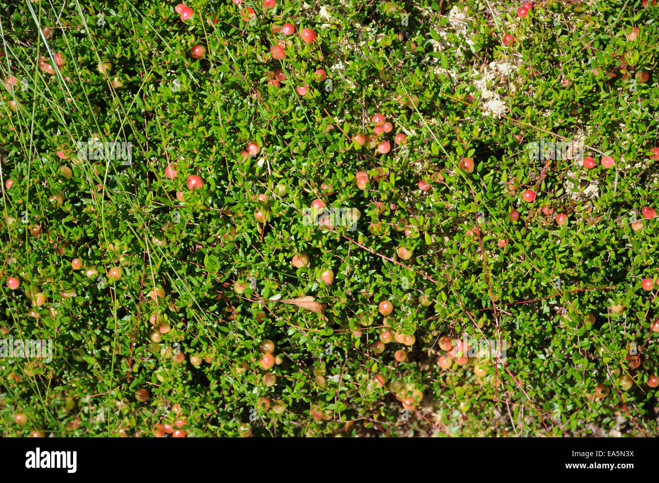 Moorbeere hi-res stock photography and images - Alamy