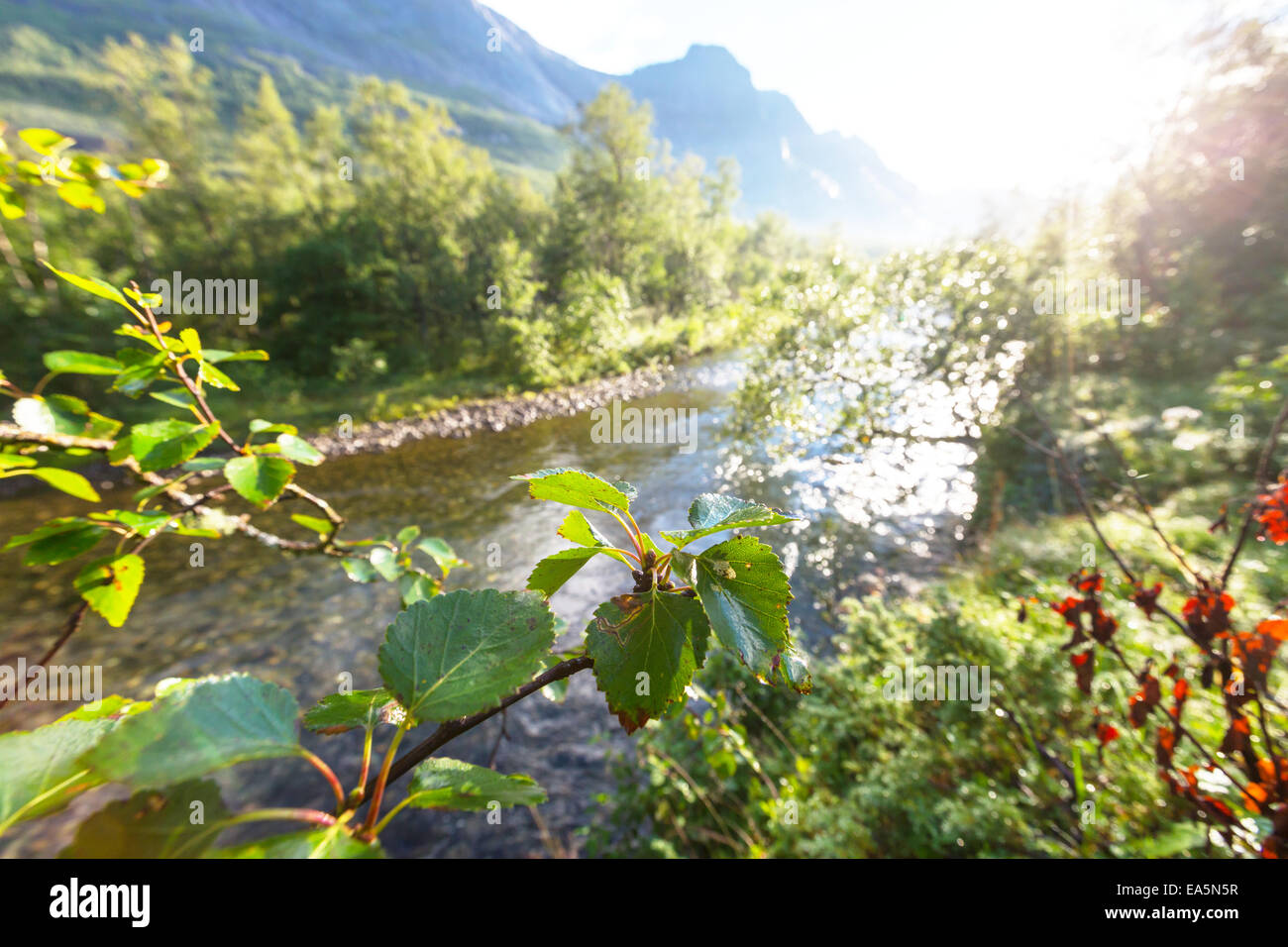 Summer in Norway Stock Photo - Alamy