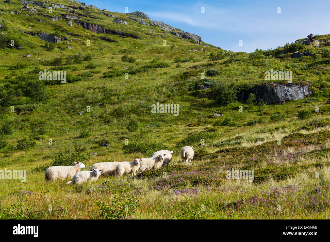 Sheep in norway hi-res stock photography and images - Alamy