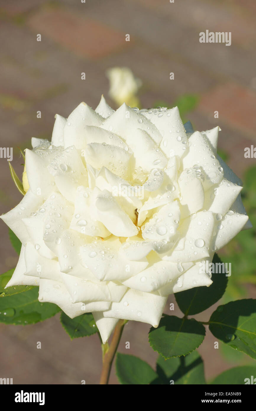 Polarstern rose rosa hi-res stock photography and images - Alamy