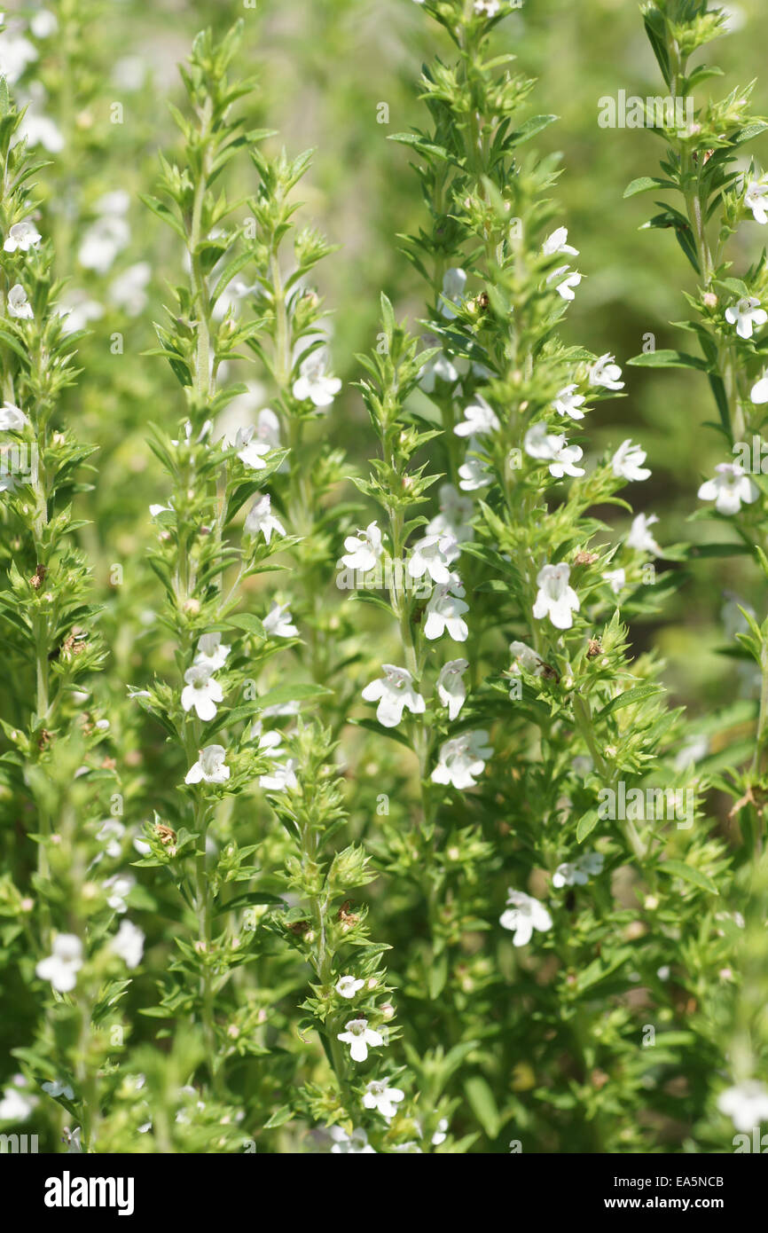 Summer savory hi-res stock photography and images - Alamy