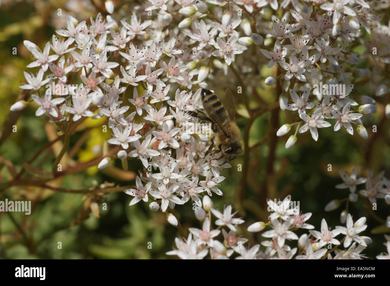 White stonecrop hi-res stock photography and images - Alamy