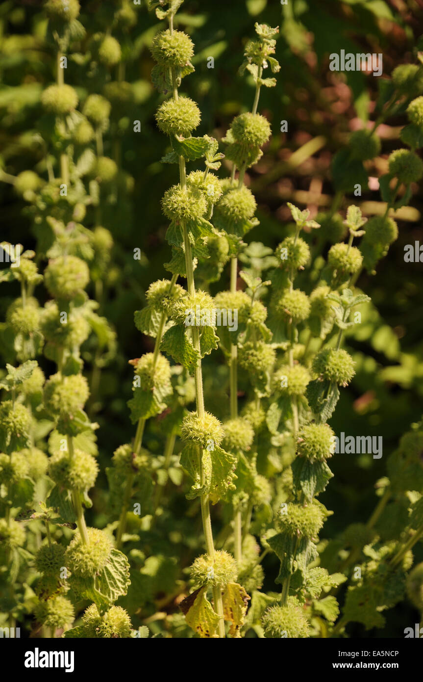 Marrubium vulgare horehound hoarhound flowers hi-res stock photography ...