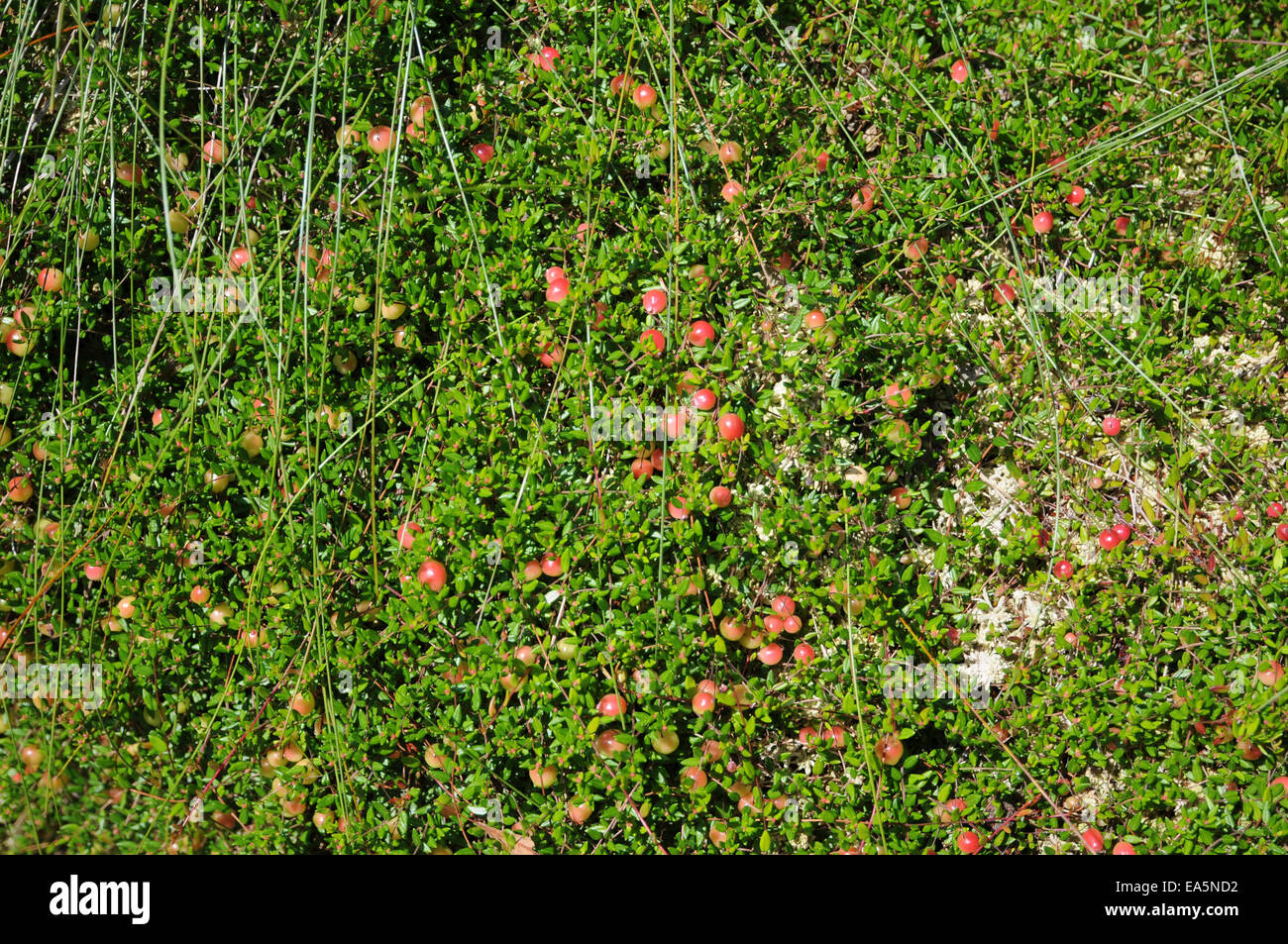 Moorbeere High Resolution Stock Photography and Images - Alamy