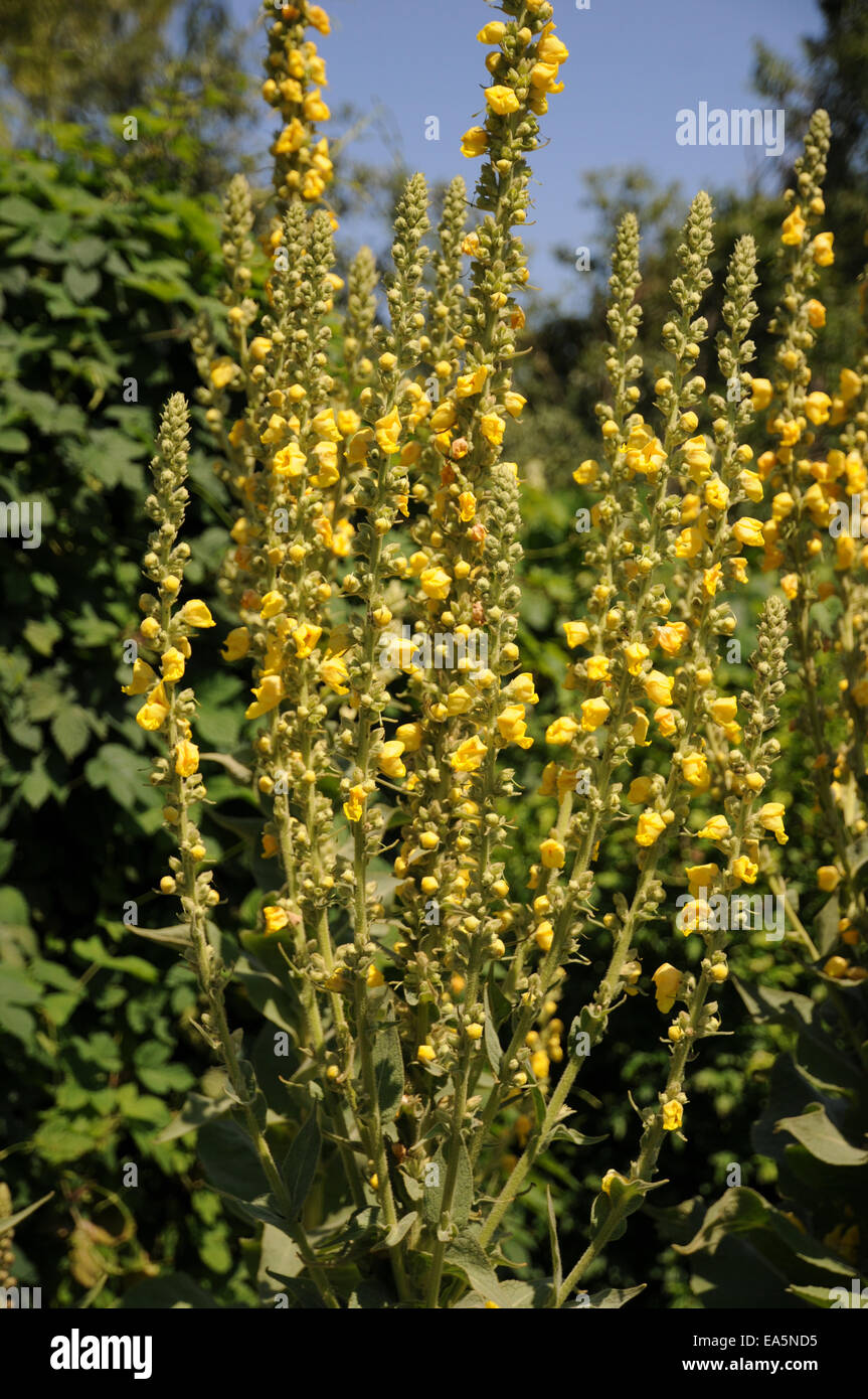 Dense mullein hi-res stock photography and images - Alamy