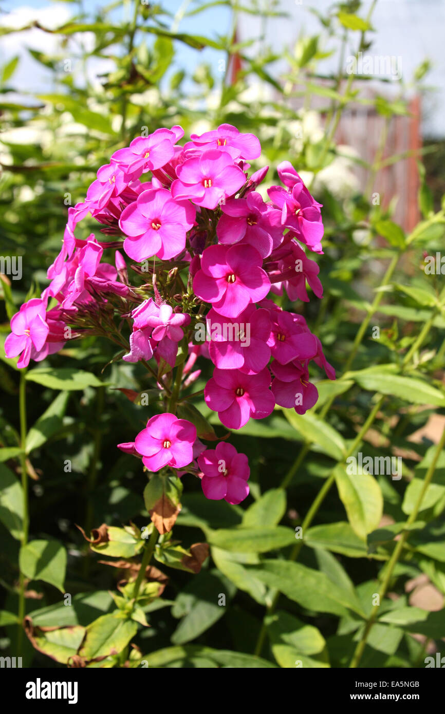 Close up of pink phlox hi-res stock photography and images - Alamy