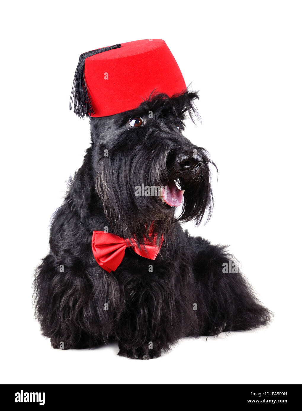 Dog in fez Stock Photo - Alamy