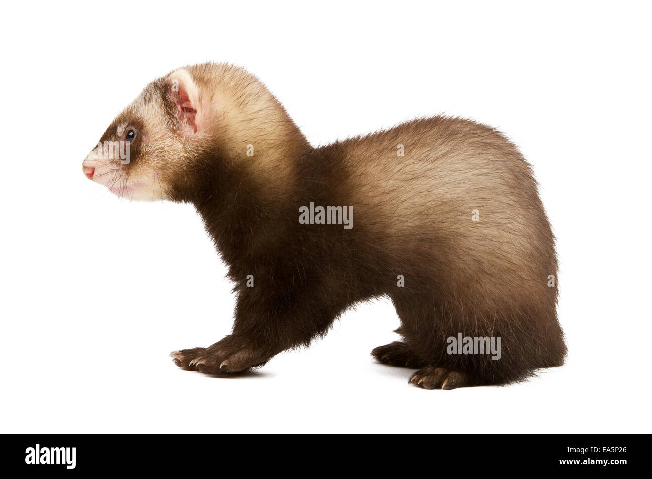 Playful ferret hi-res stock photography and images - Alamy