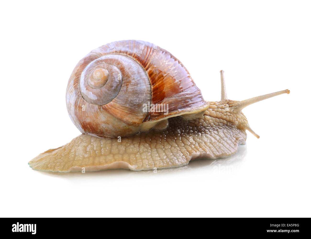 Snail slither hi-res stock photography and images - Alamy