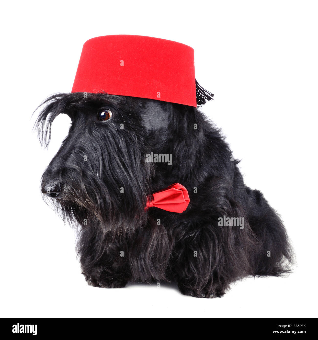 Dog wearing beret hi-res stock photography and images - Alamy