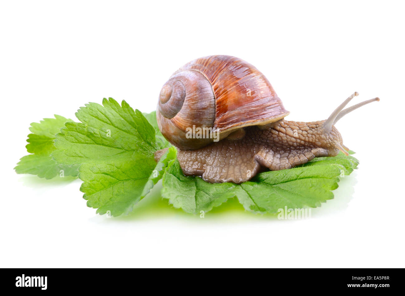 Snail green leaf white Cut Out Stock Images & Pictures - Alamy