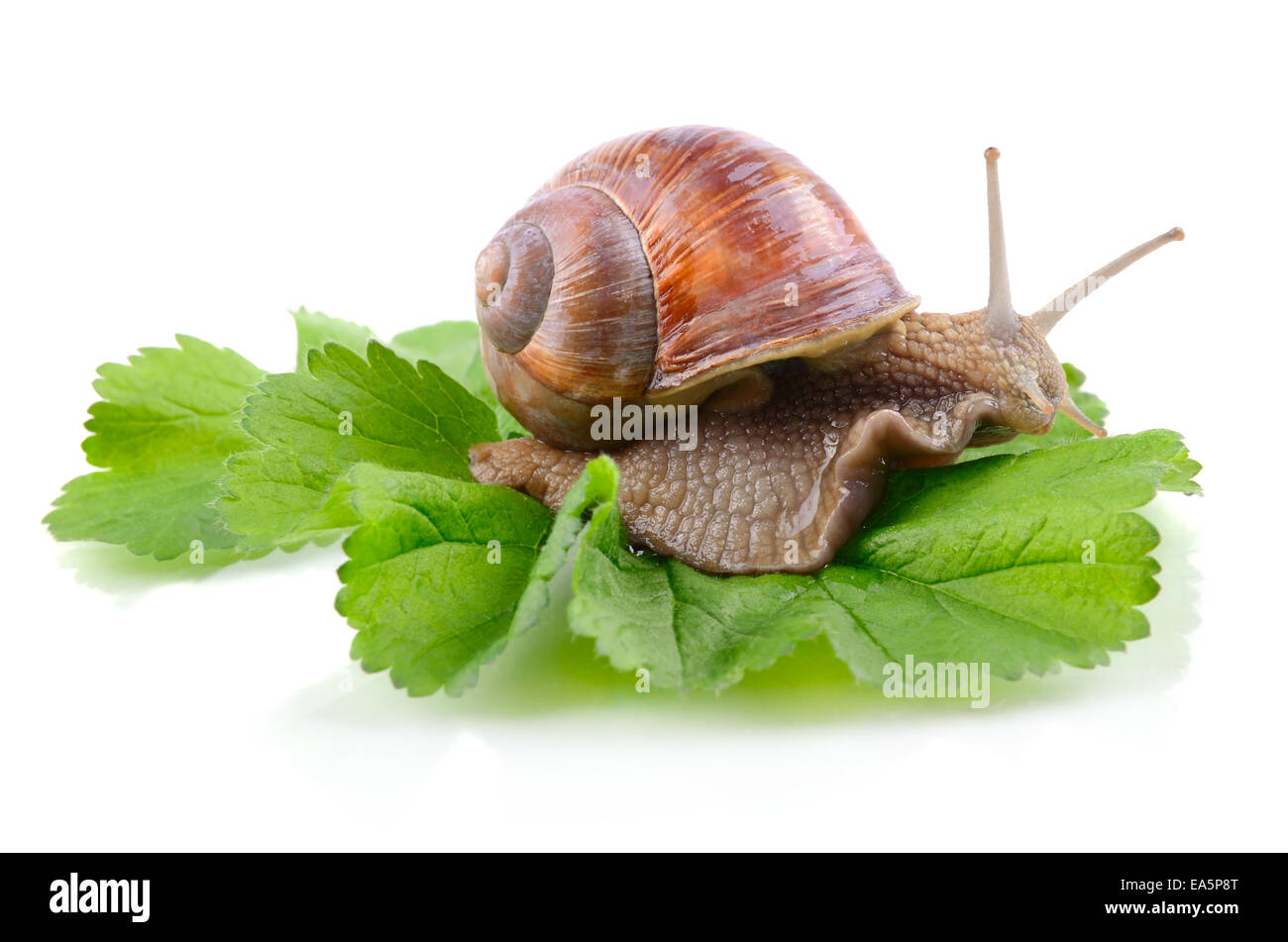 Crawling leaves hi-res stock photography and images - Alamy