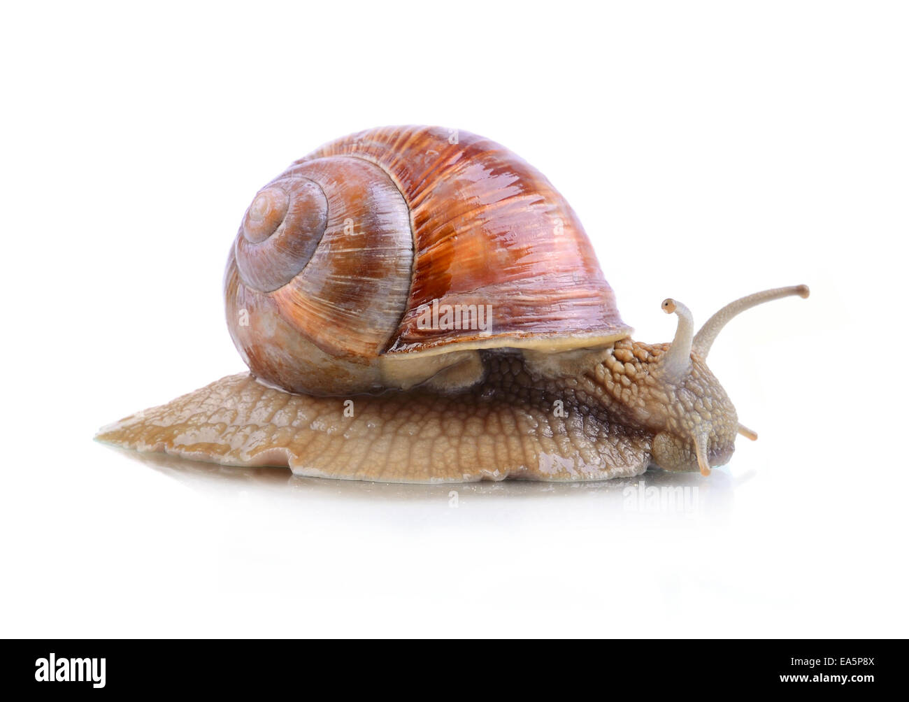 Helix Aspersa snail Stock Photo - Alamy