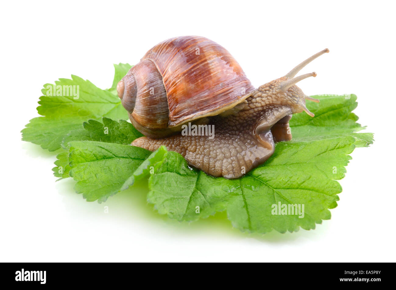 Big snail hi-res stock photography and images - Alamy