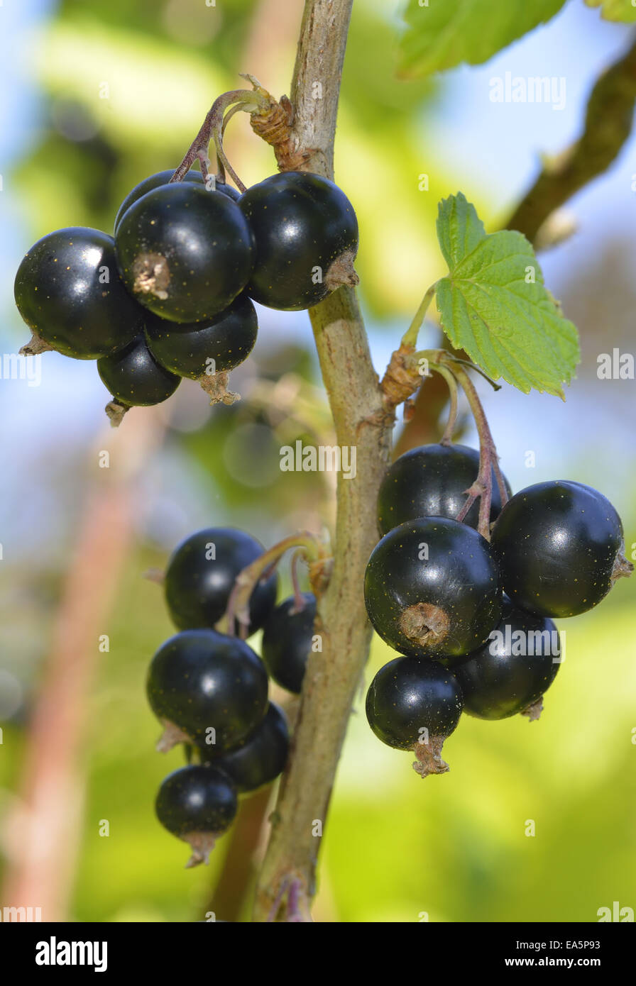 Blackcurrant bush hi-res stock photography and images - Alamy