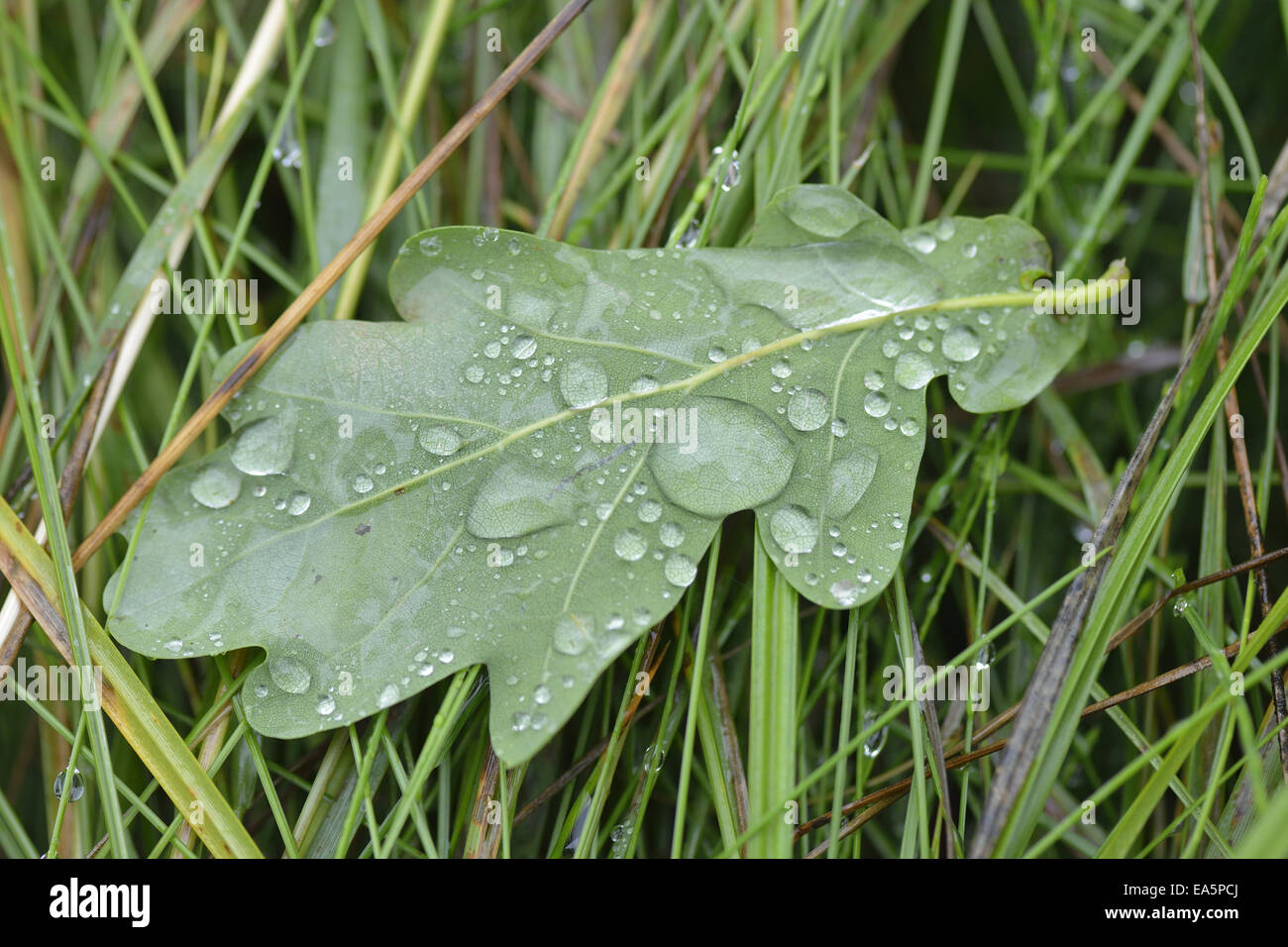 Eichenblatt hi-res stock photography and images - Alamy