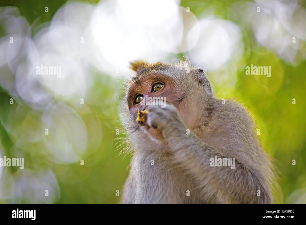 Long tailed macaque monkey hi-res stock photography and images - Alamy