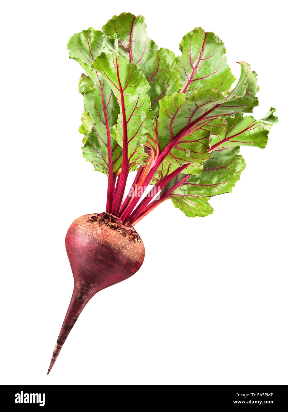 Beautiful beetroot hi-res stock photography and images - Alamy
