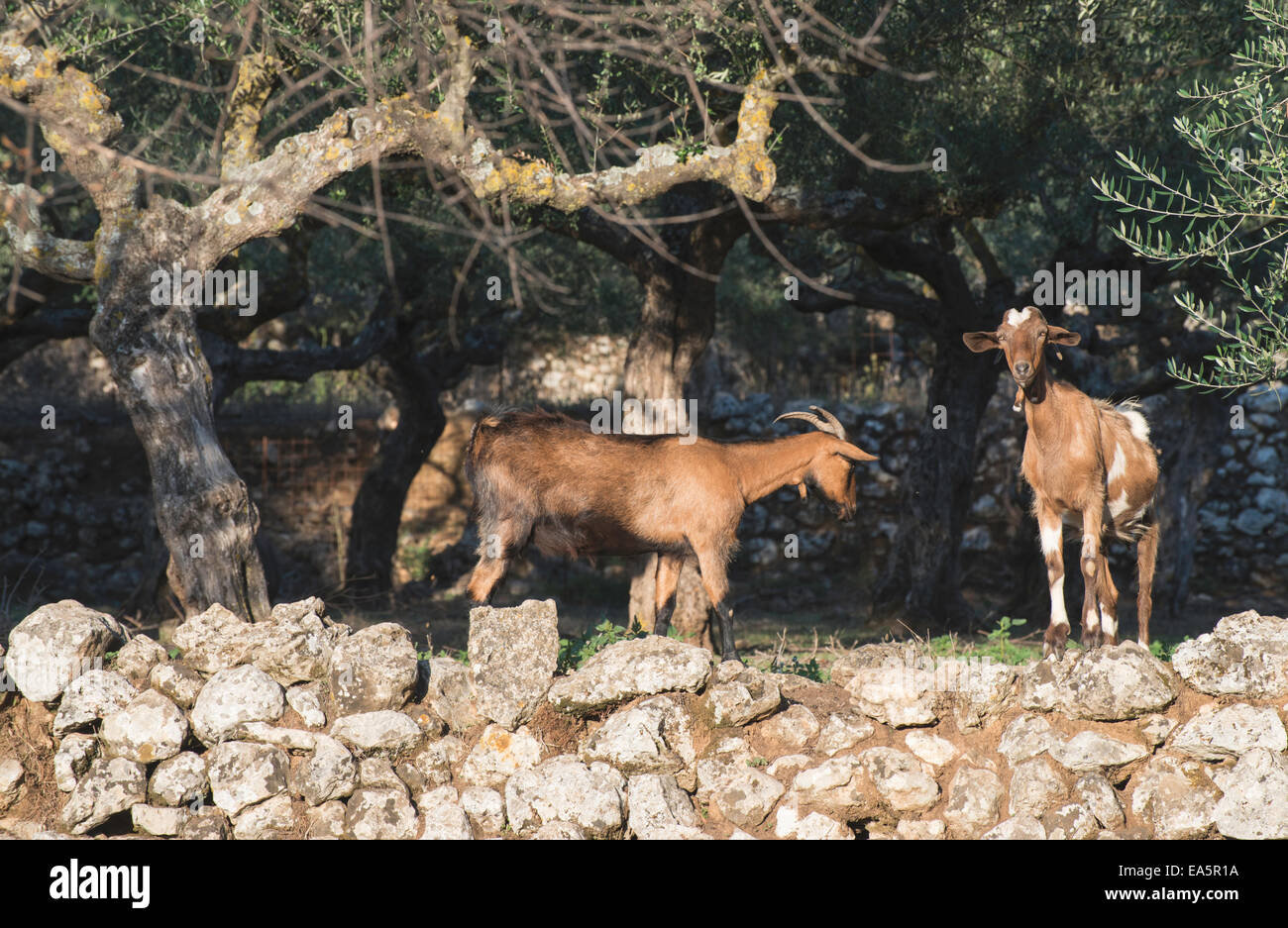 Tame animal hi-res stock photography and images - Alamy