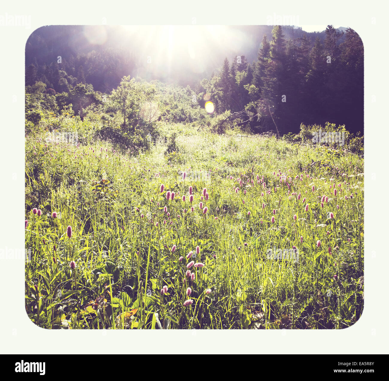 Rural farmland meadow Cut Out Stock Images & Pictures - Alamy