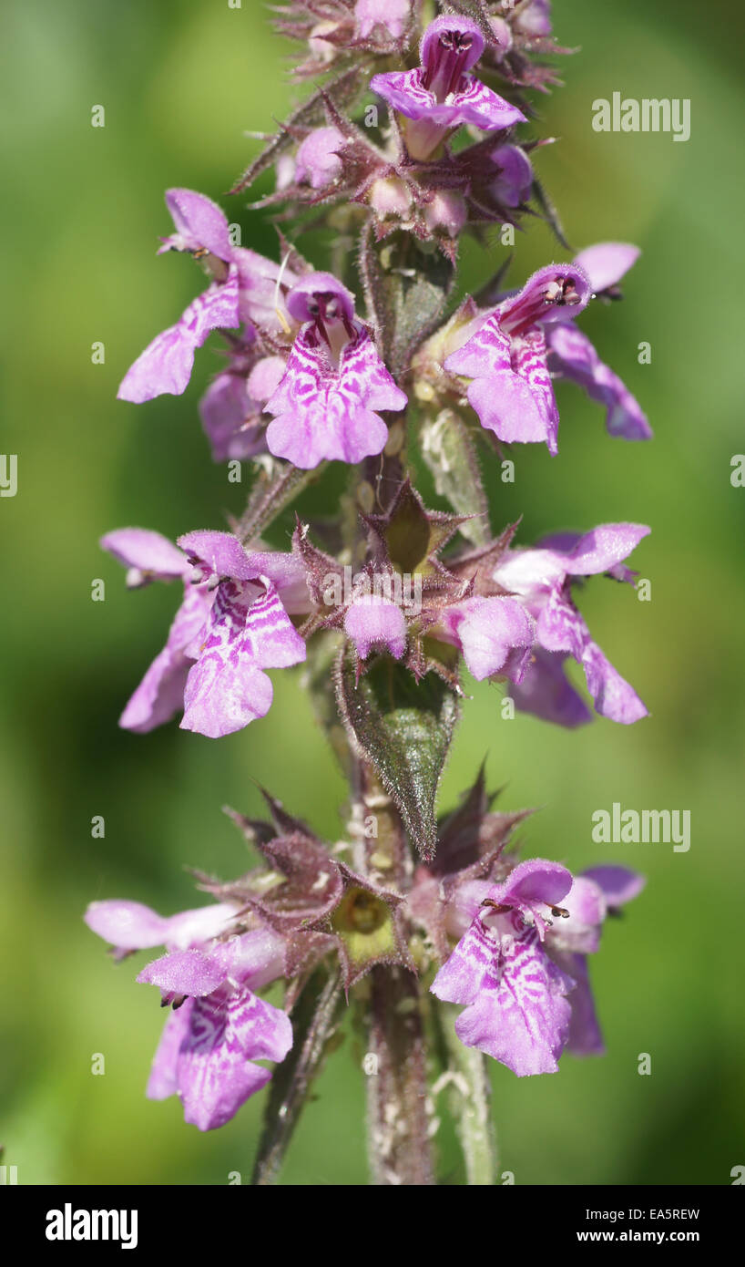 Marsh woundwort hi-res stock photography and images - Alamy