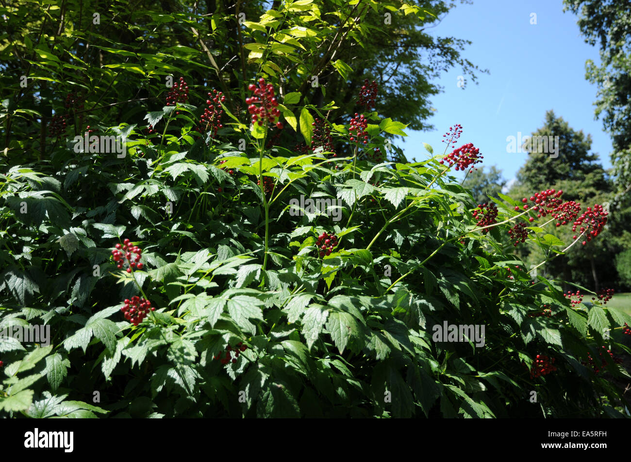 Red baneberry hi-res stock photography and images - Alamy