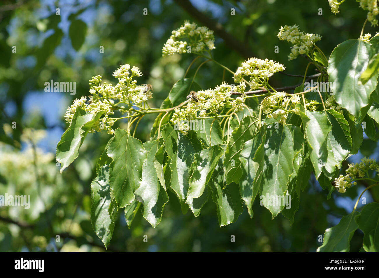 Rasin High Resolution Stock Photography and Images - Alamy