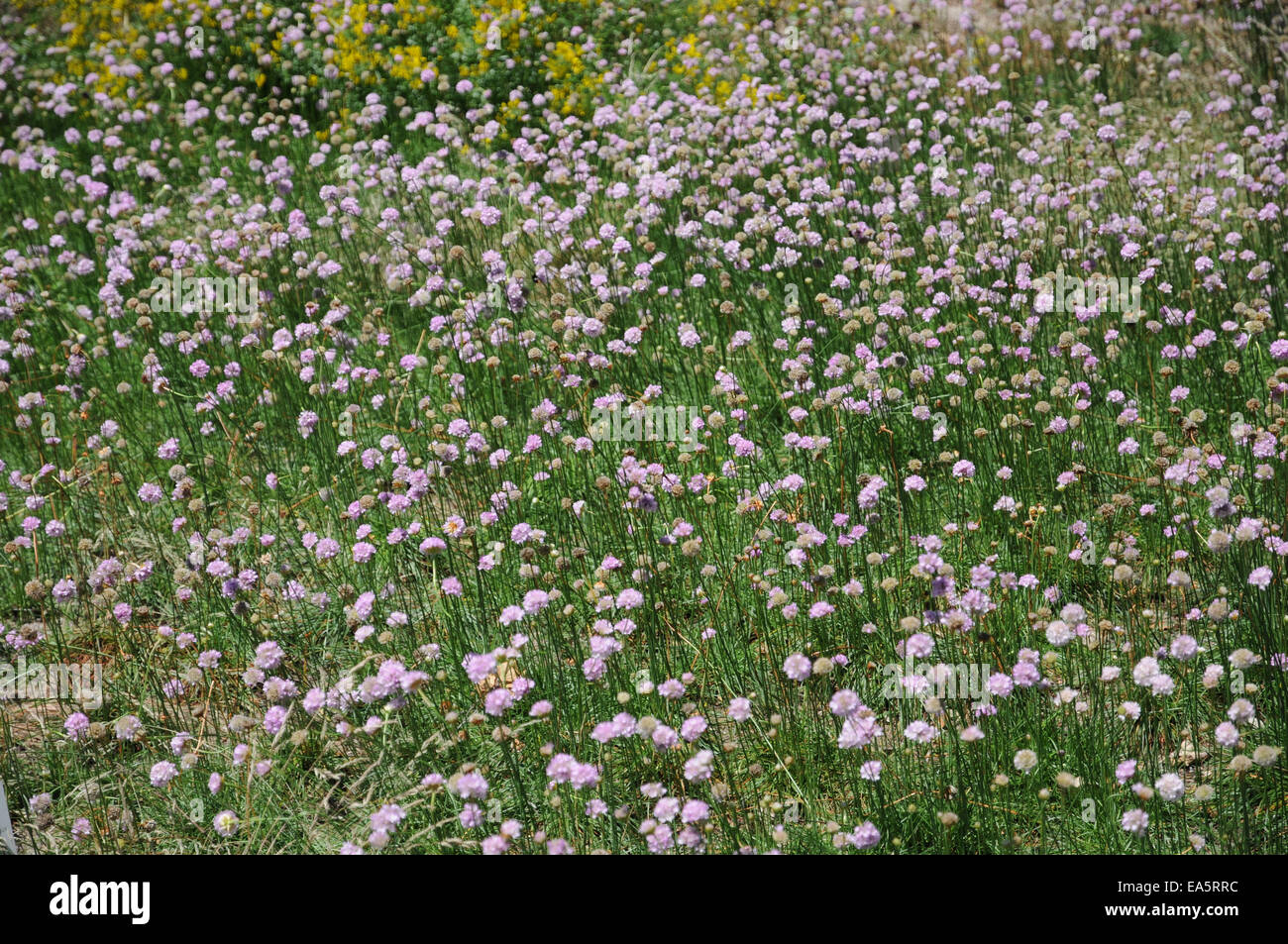 Sheep`s bit scabious Stock Photo - Alamy