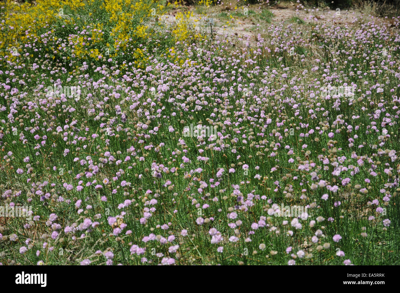 Sheep`s bit scabious Stock Photo - Alamy