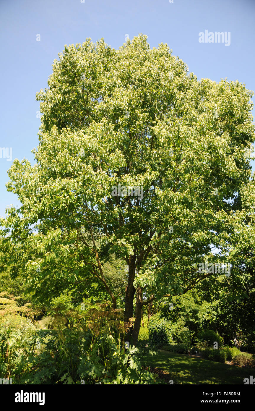 Rasin hi-res stock photography and images - Alamy