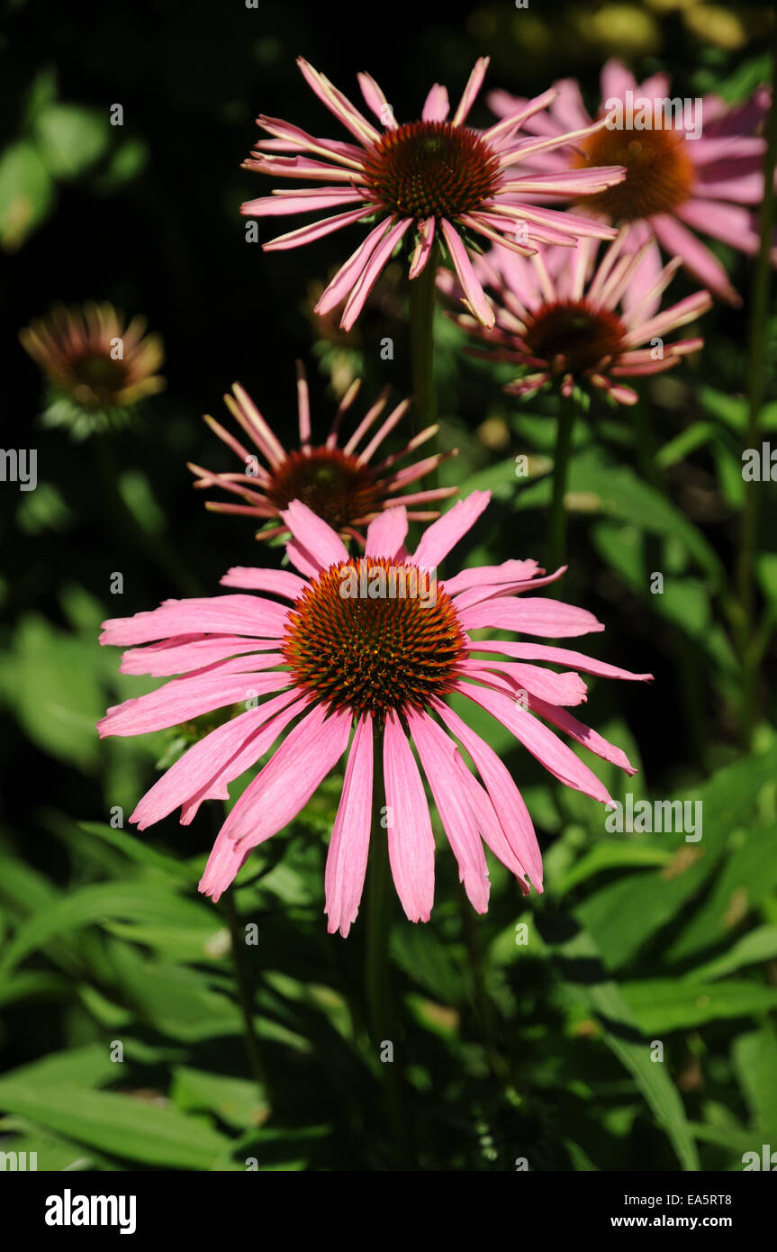Tennessee coneflower echinacea tennesseensis hi-res stock photography ...