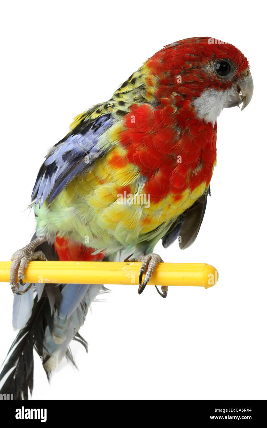 Parrot paradise hi-res stock photography and images - Alamy