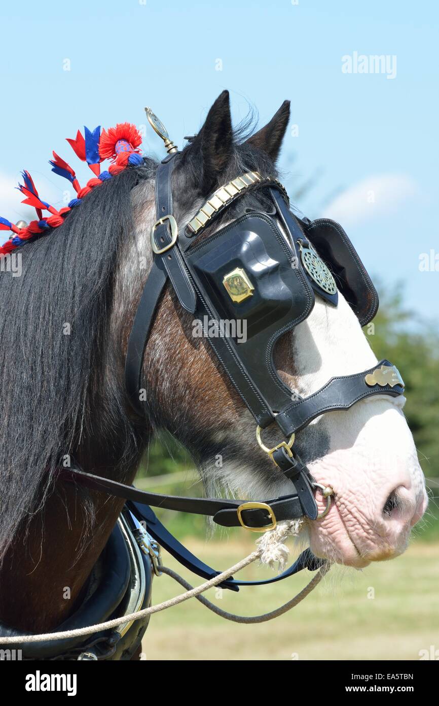 Shire Draft Horse Stallion High Resolution Stock Photography and Images ...